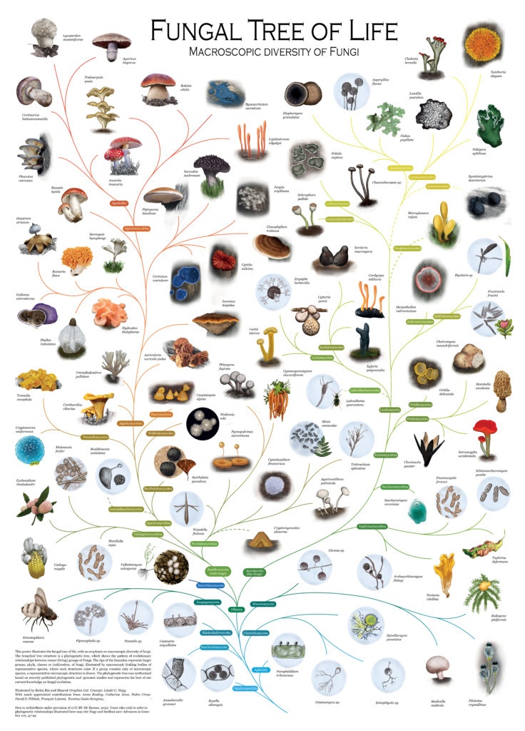 Image Library – Boston Mycological Club