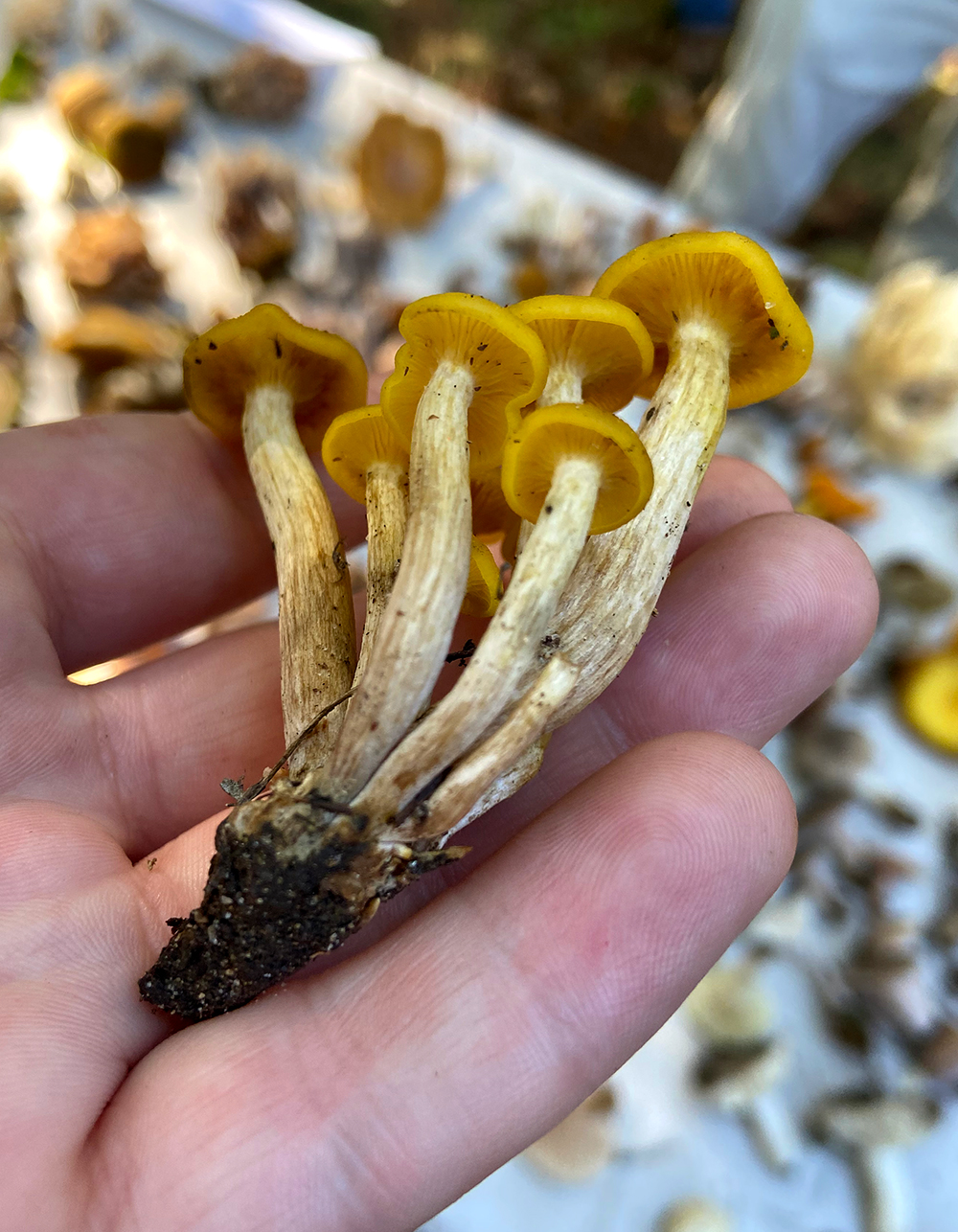 Tips for Beginners – Boston Mycological Club