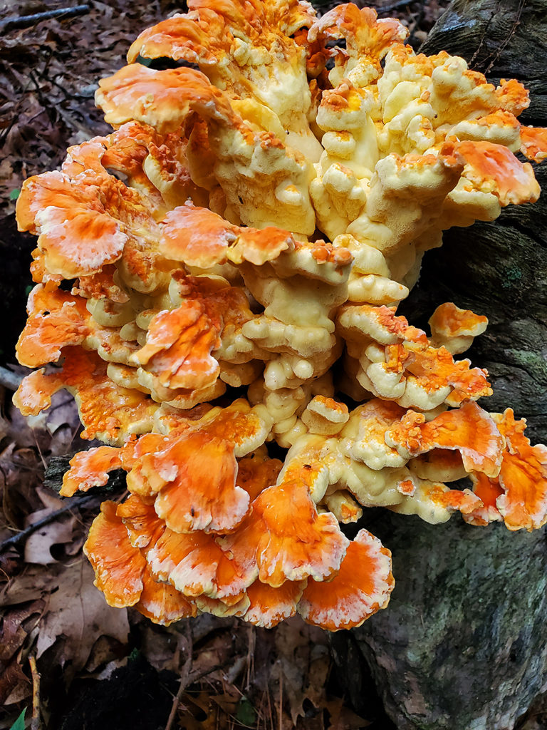 Tastes Like Chicken – Boston Mycological Club