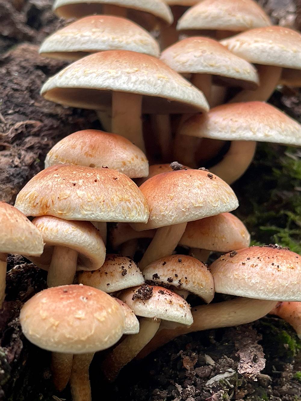 Boston Mycological Club